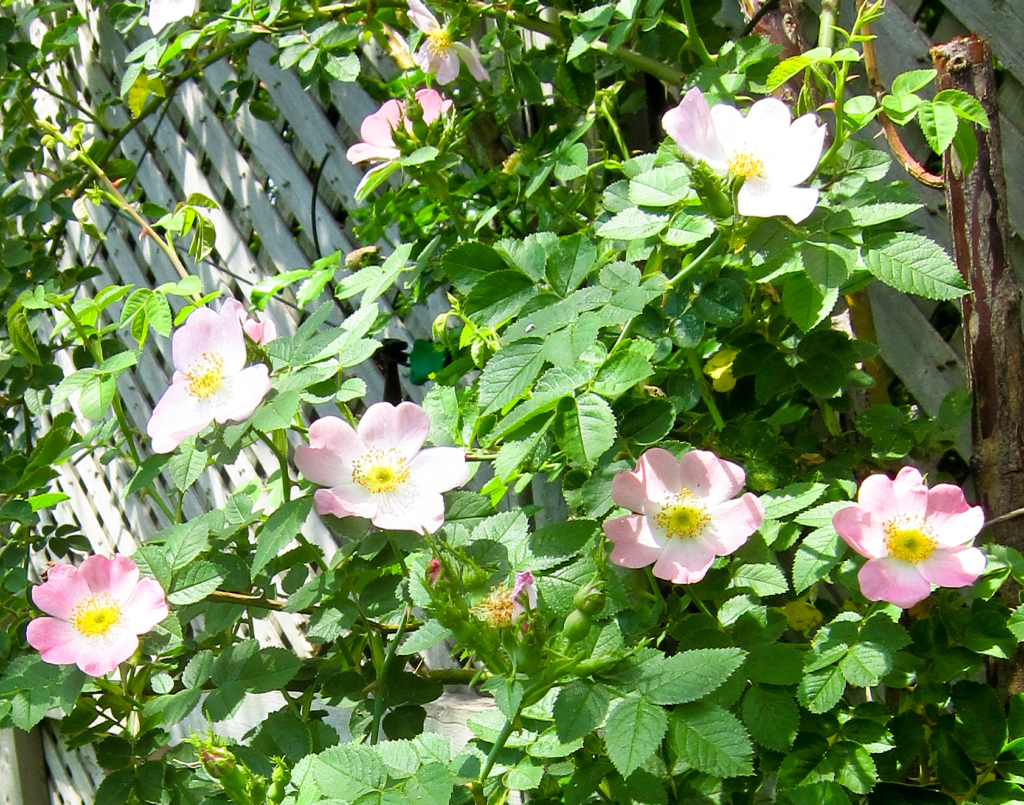 redefining little old lady - figuring out this "senior" thing